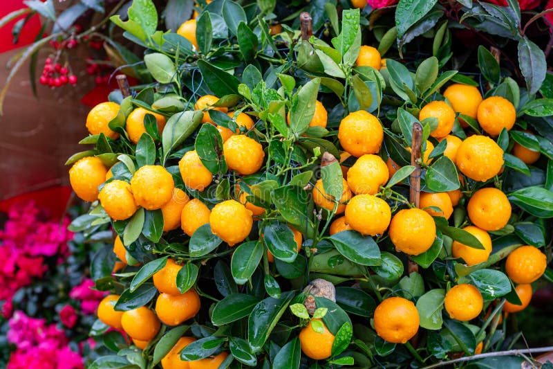 Small oranges on a tree stock image. Image of tree, orange - 311420307