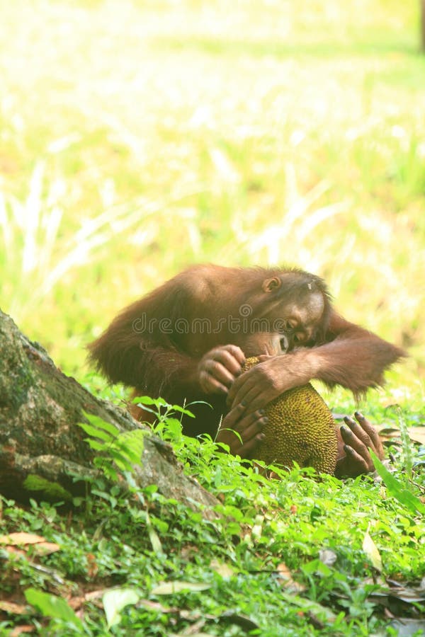 A Small Orangutan Eating a Jackfruit Stock Photo - Image of monkey ...