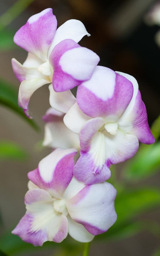 Small orchid blooming. stock image. Image of looking - 73633601