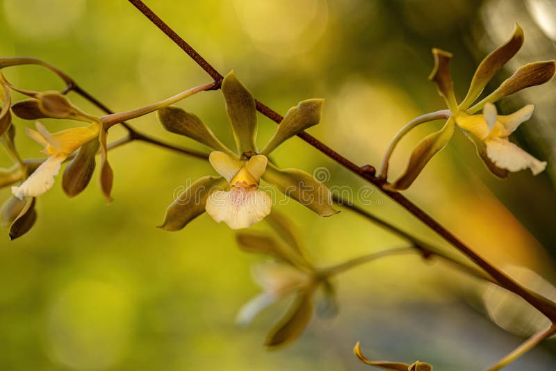 Small Orchid Flower stock image. Image of orchidaceae - 263479457