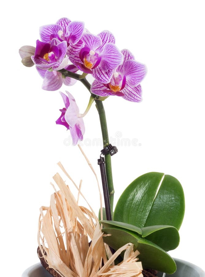 Small Orchid Phalaenopsis Pink Stock Photo - Image of bottom, fresh ...