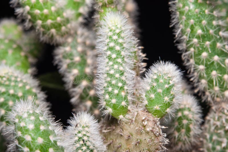 Small Ornamental cactus stock photo. Image of barrel - 155425126