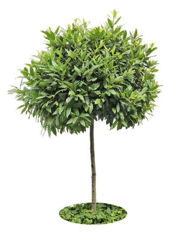 A Small Ornamental Evergreen Tree Grows on the Grass Isolated on White ...