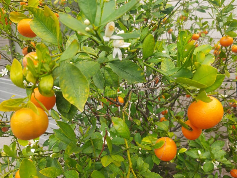 Small Ornamental Orange Plant in Front of the House Stock Image - Image ...