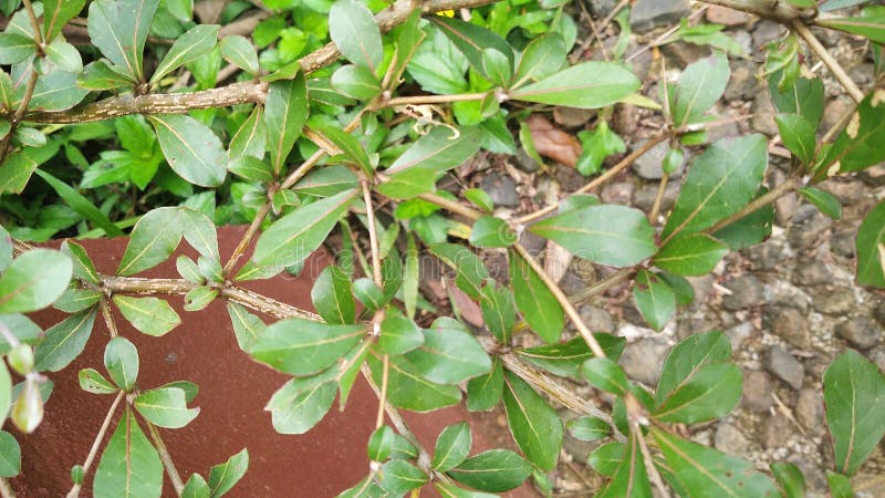 Small Ornamental Plant Leaves Stock Photo - Image of leaves, small ...