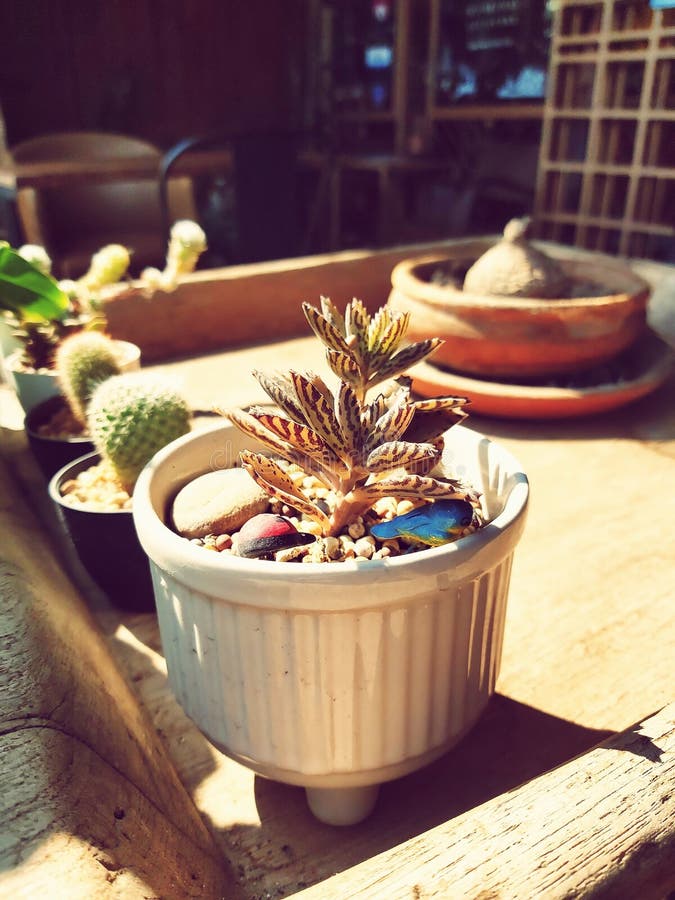 Small Ornamental Plants Share Light and Shadow. Stock Image - Image of ...