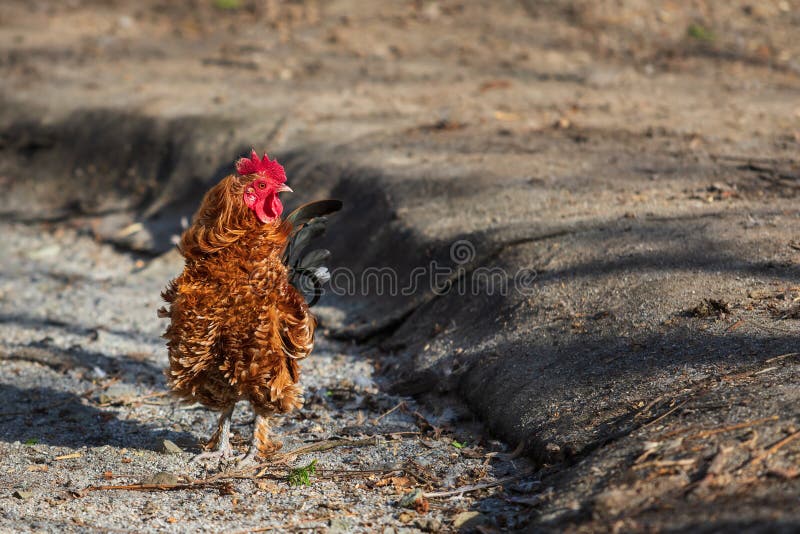 Small Ornamental Rooster with a Red Comb. the Rooster Runs Around the ...