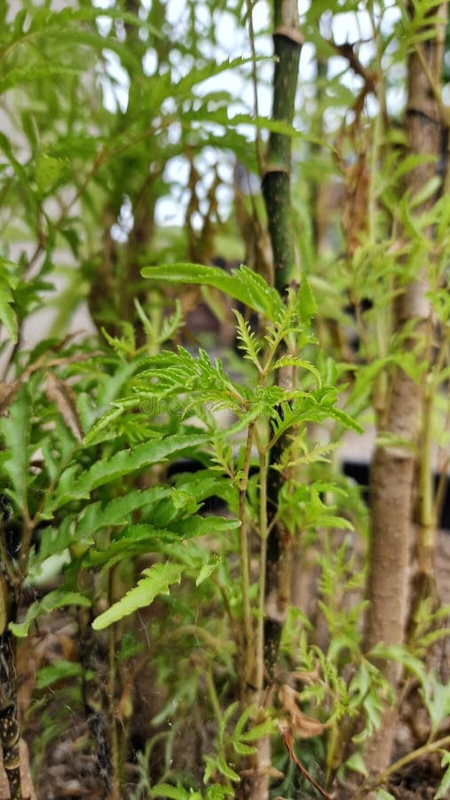 Small Ornamental Tree Plant with Unique Leaf Shape Stock Image - Image ...