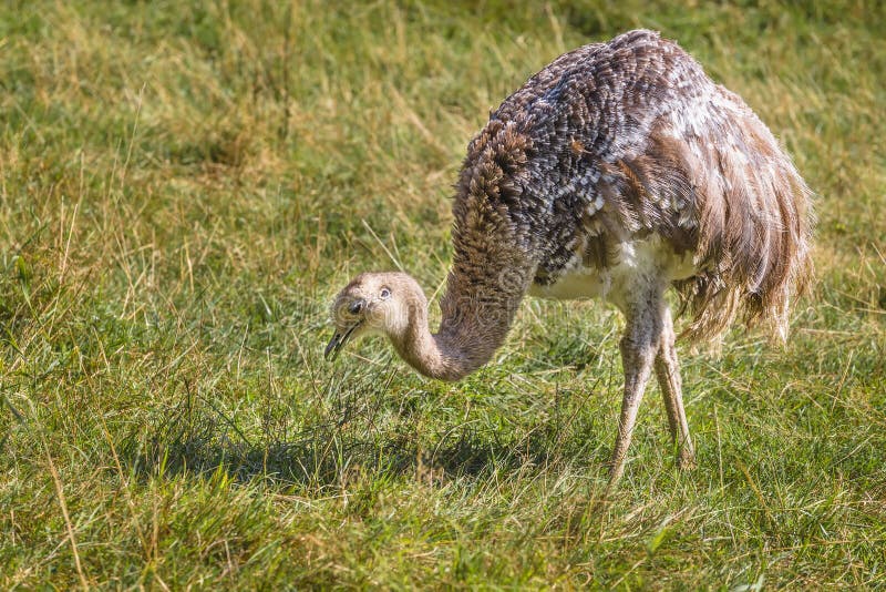 Small ostrich eats grass stock image. Image of curious - 102333117