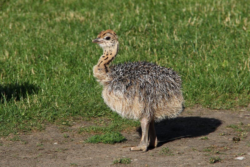 Small ostrich stock image. Image of legs, birds, beak - 45718391
