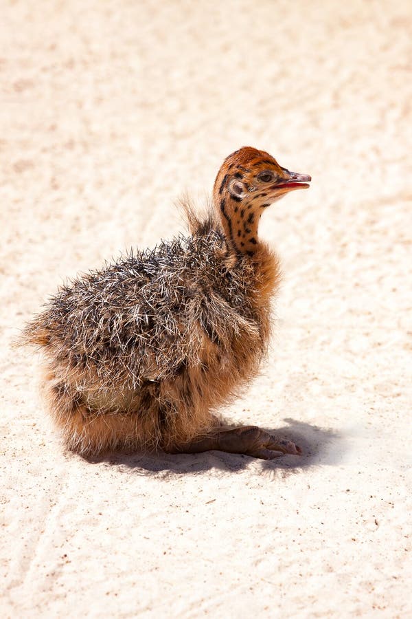 Small ostrich on sand stock image. Image of chick, environment - 91406365