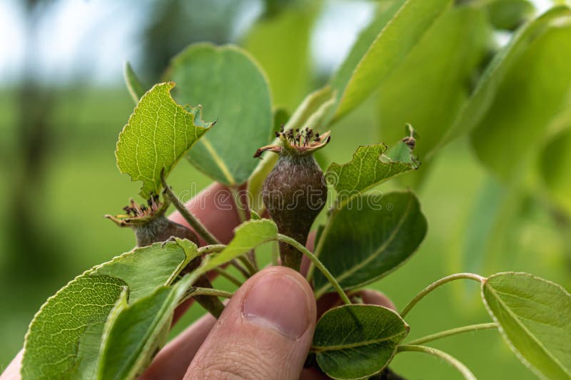 Small Ovaries of Pear Fruit on a Young William Pear Tree in Orchard ...
