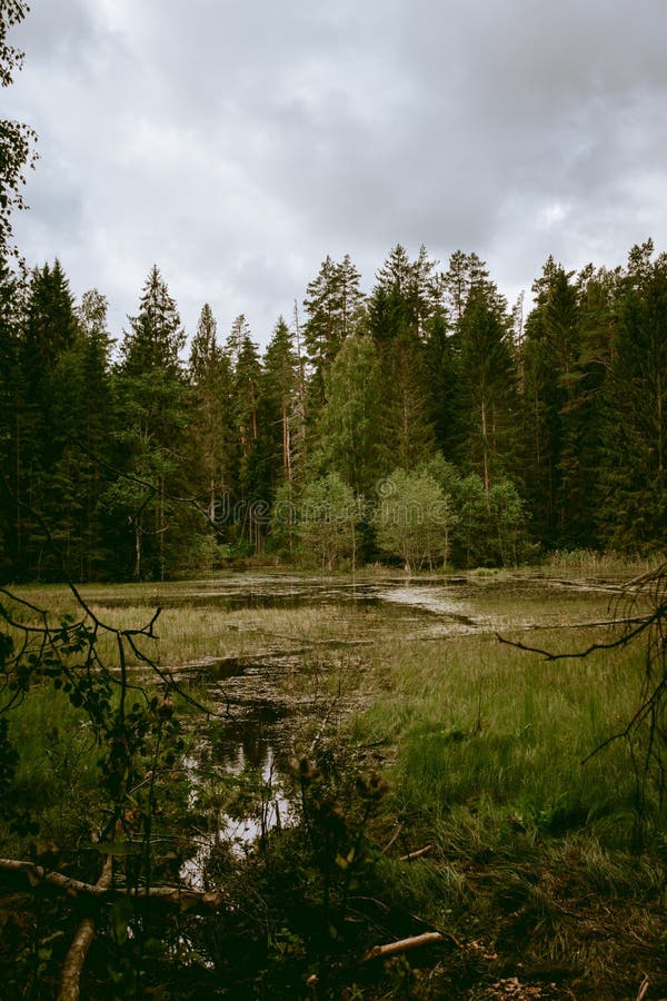 Small Overgrown Weedy Pond Evergreen Forest Background Stock Photos ...