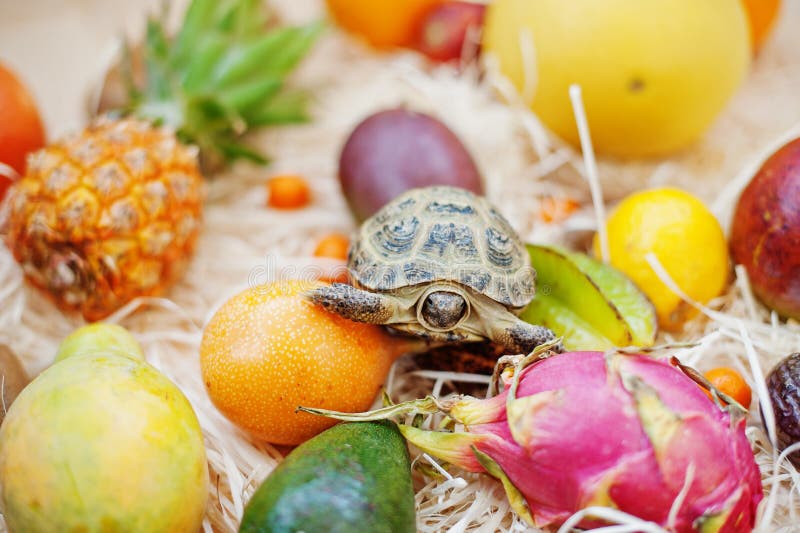 Small Overland Turtle on Fresh Exotic Fruits. Stock Photo - Image of ...