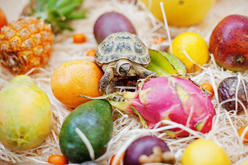 Small Overland Turtle on Fresh Exotic Fruits. Stock Image - Image of ...