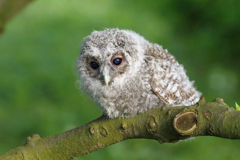 Small owl stock image. Image of prey, small, young, feather - 31330755