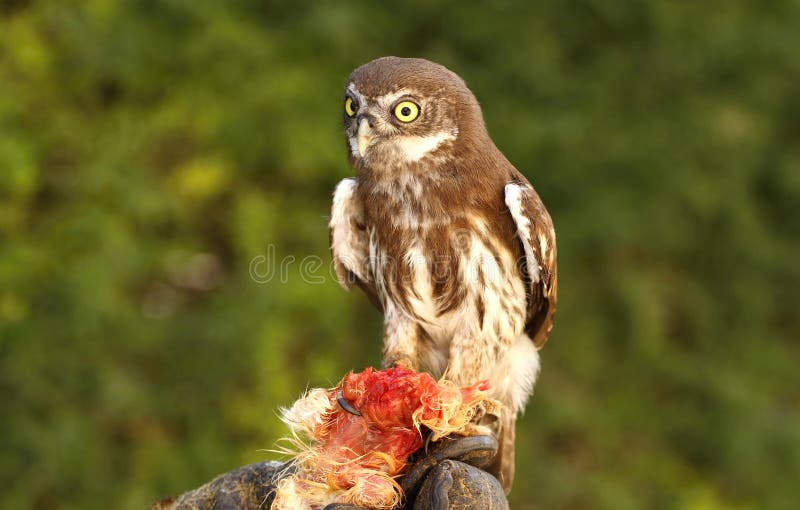 Small owl stock image. Image of flanker, leather, food - 32964415