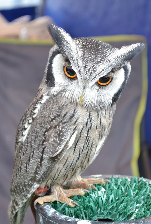 Small Grey owl stock photo. Image of plumage, gray, beak - 331563786