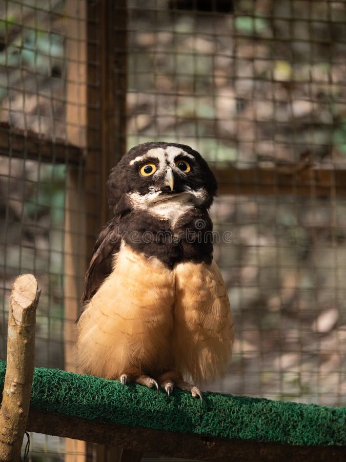 Small Owl with Its Large, Round Eyes Perched on a Tree Branch in a Cage ...