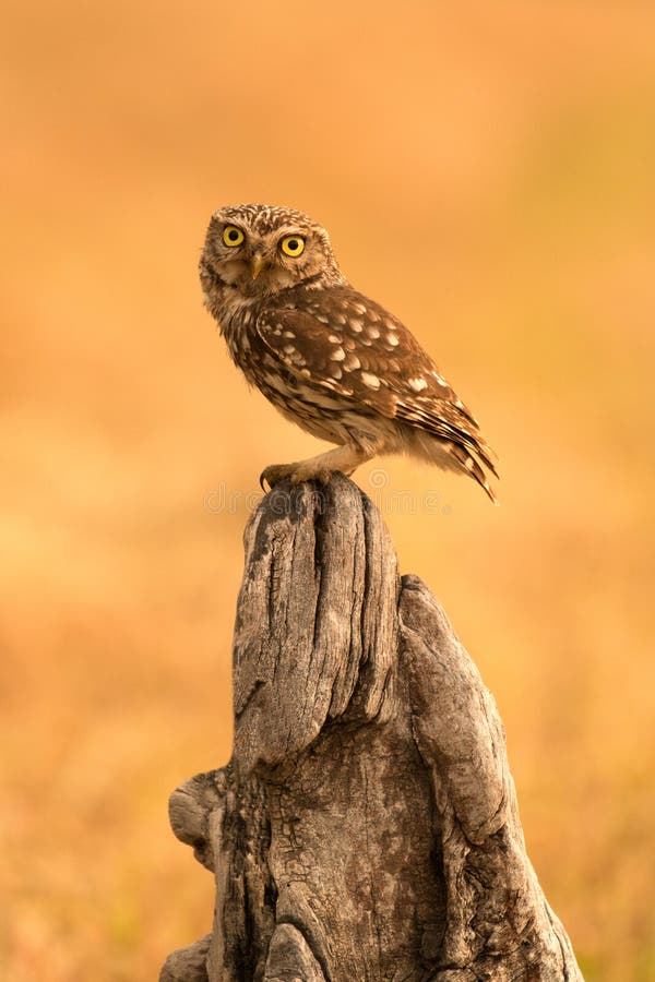 Small owl in the nature stock image. Image of natural - 72884227