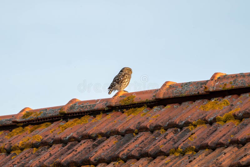A Small Owl is Perched on a Roof Stock Image - Image of animal, pigeon ...