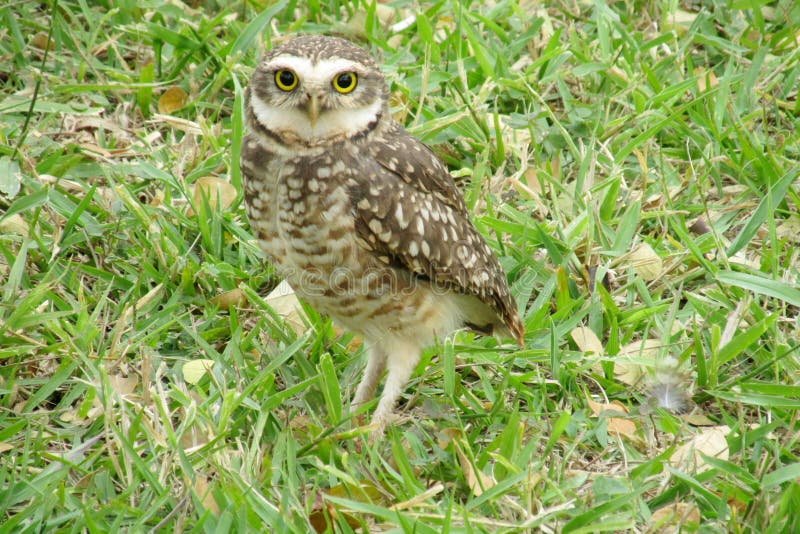 Scared Looking Owl Stock Photos - Free & Royalty-Free Stock Photos from ...