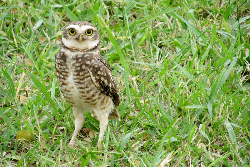 Small Owl stock image. Image of brown, doodle, beak, nocturnal - 78134063