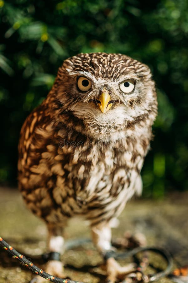 The small owl. Wild bird stock photo. Image of outdoor - 61839400