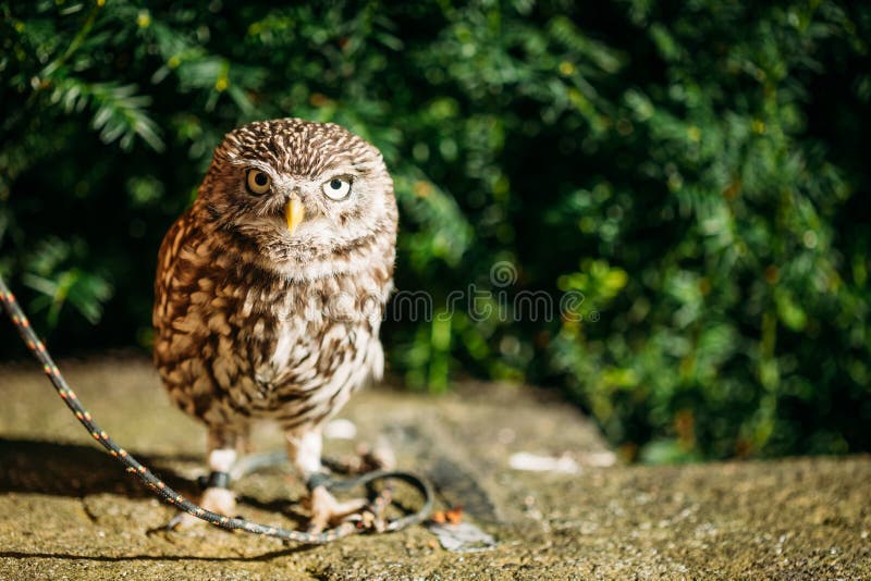 The small owl. Wild bird stock image. Image of night - 61839445