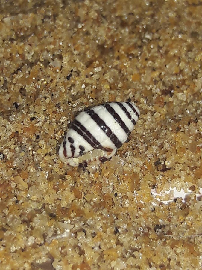 The Small Oyster in the Sands Stock Photo - Image of sand, animal ...