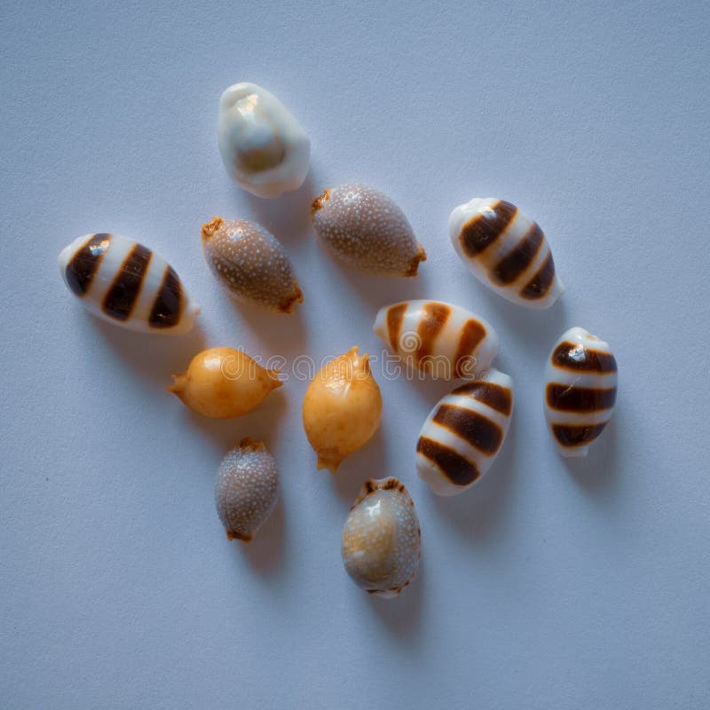 Shell Collection, isolated stock image. Image of shell - 3359727