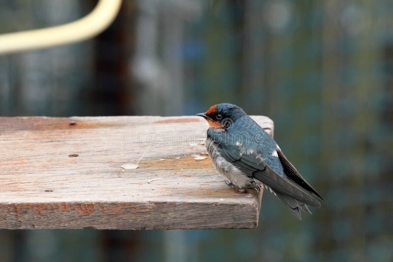 Pacific Swallow - Hirundo Tahitica Small Passerine Bird in the Swallow ...
