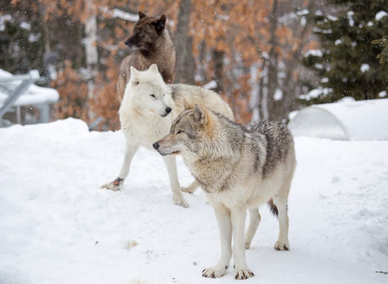 Timber Wolf stock image. Image of winter, predator, wolf - 10335059