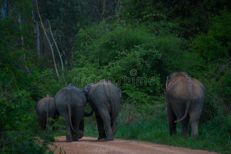 Walking wild elephants stock photo. Image of walking - 118060324