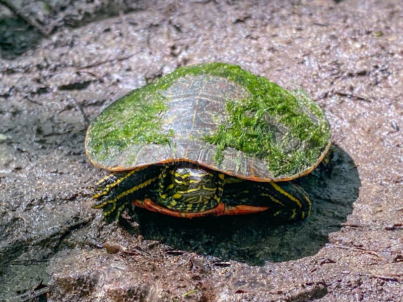 Small Painted Turtle with Moss on it S Shell Stock Image - Image of ...