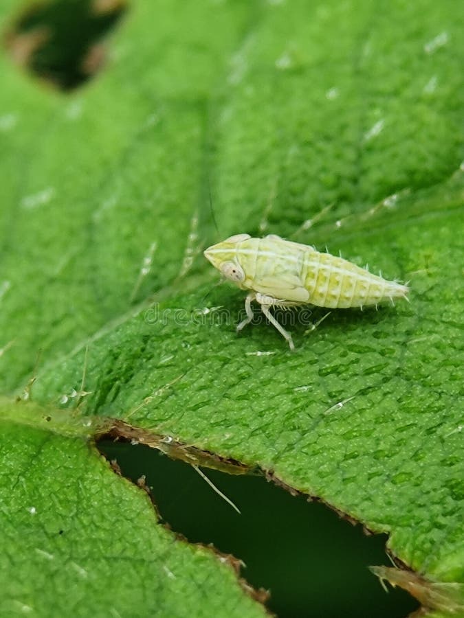 This Small, Pale Green Insect is Likely a Leafhopper & X28;Cicadellidae ...