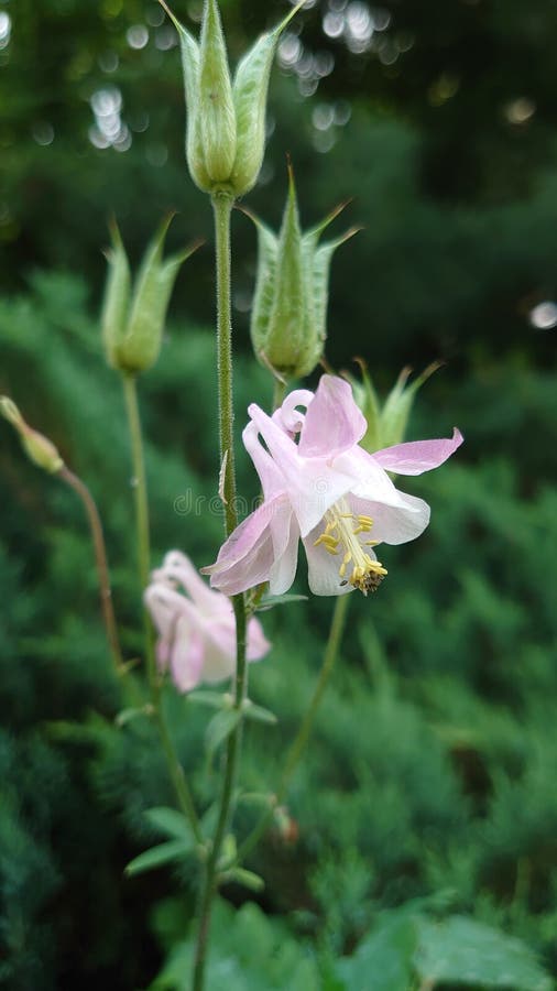 Pink bell heather flowers stock image. Image of stamen - 7291269