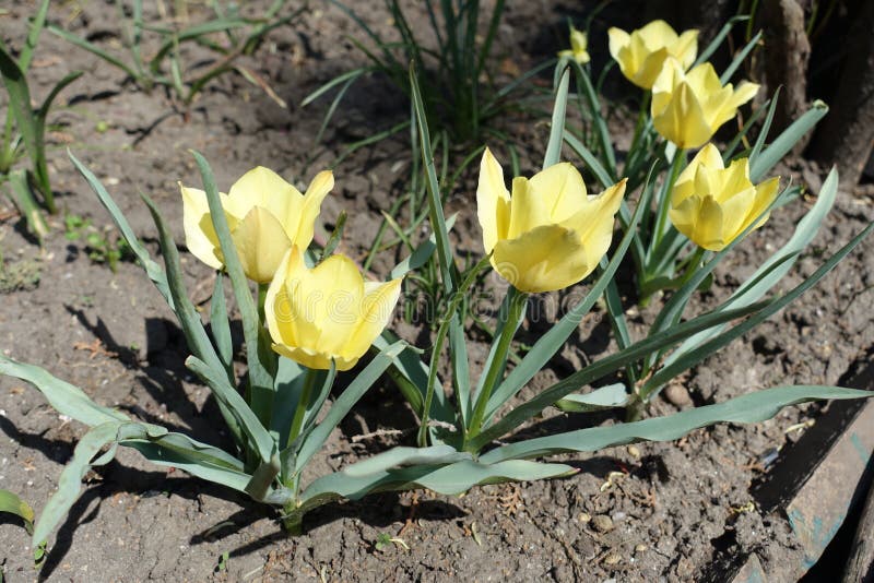 Small Pale Yellow Flowers of Botanical Tulips Stock Photo - Image of ...