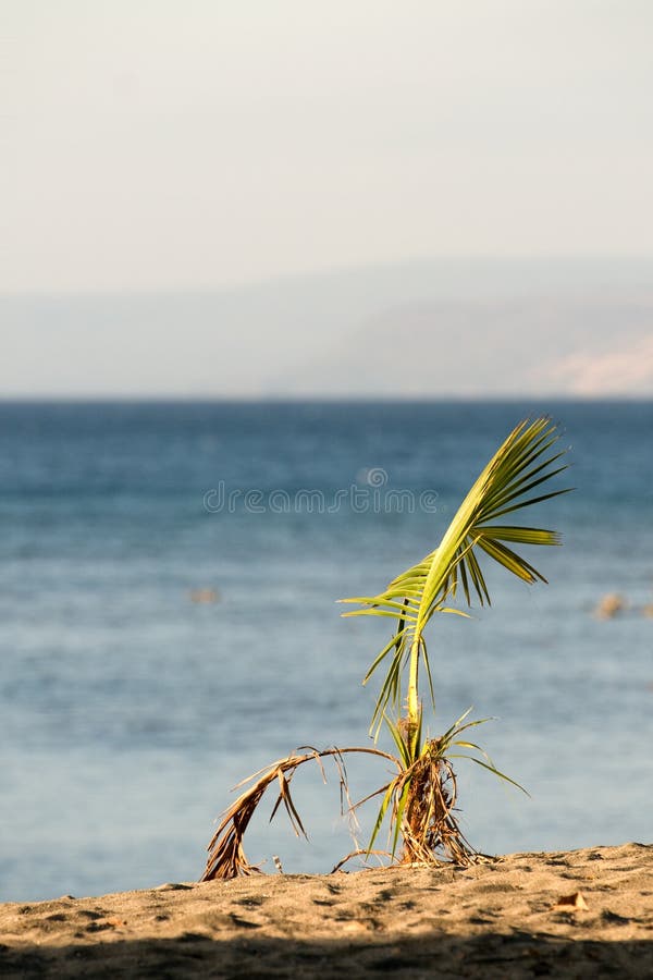 Small palm stock photo. Image of sand, marine, beach - 28319096