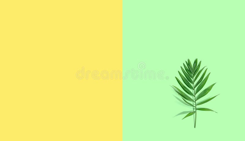 Small palm leaf from above stock image. Image of simplicity - 184611625