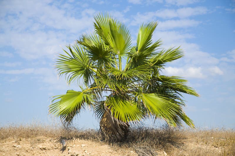 Small Palm tree stock image. Image of green, plant, lone - 16791875