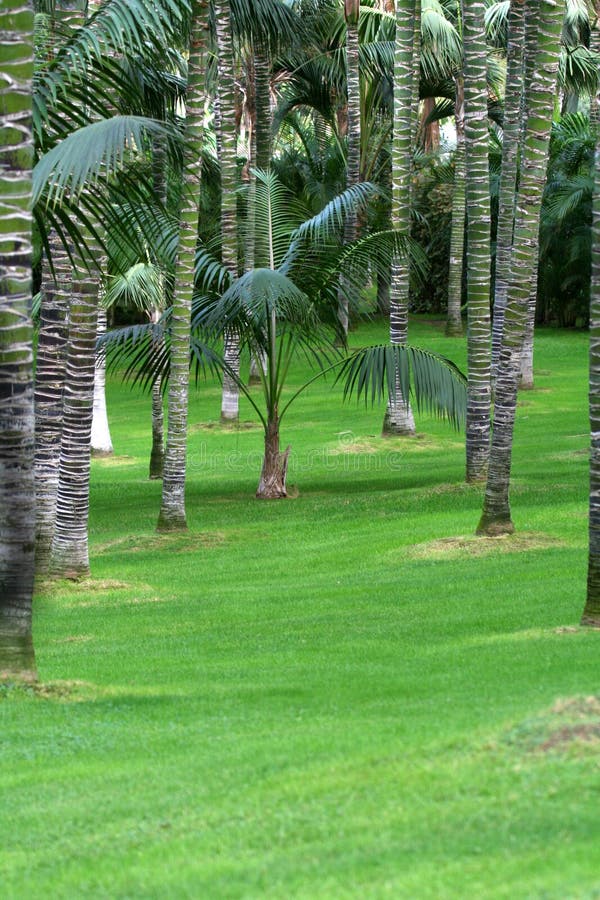 Small Palm Tree Picture. Image: 2991344