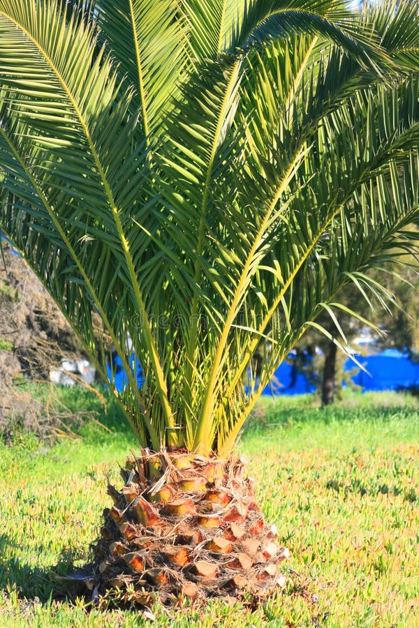 Small Palm Tree stock image. Image of park, tree, sunny - 4708477