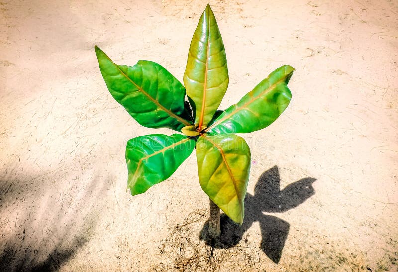 Small Palm Tree on Beach Against the Sea Stock Photo - Image of beach ...
