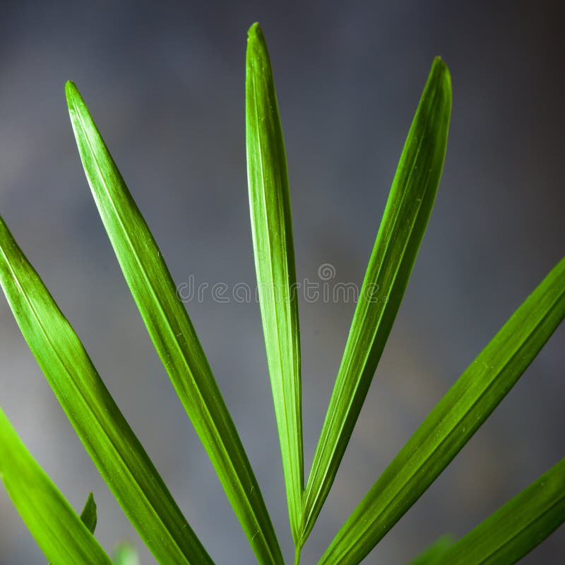 Small palm tree stock photo. Image of natural, fresh - 217366512