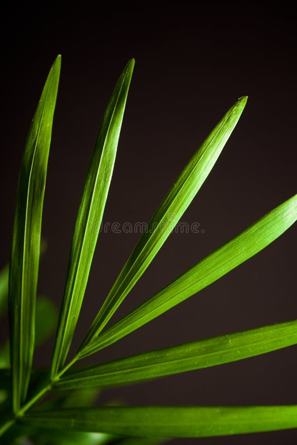 Small palm tree stock photo. Image of botanical, fresh - 224081192
