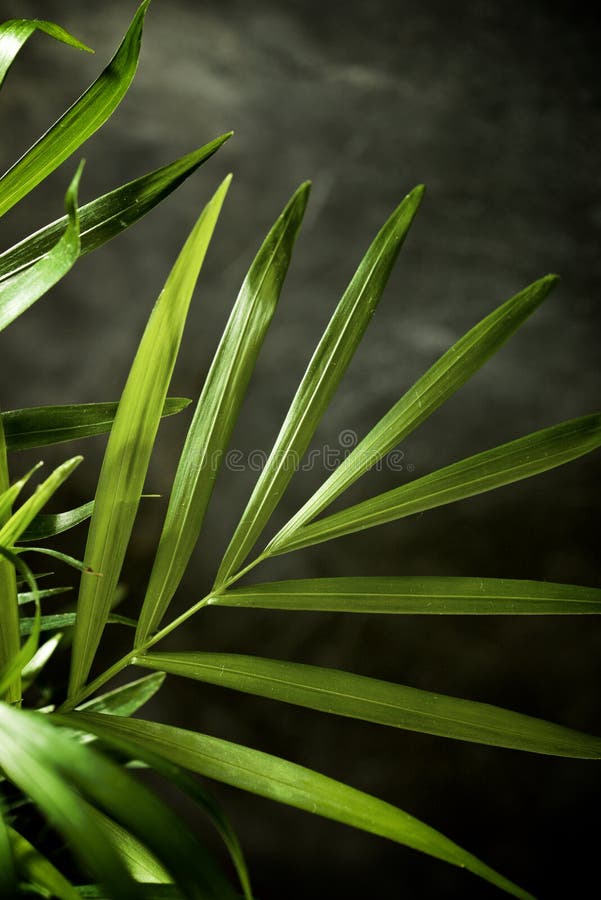 Small palm tree stock image. Image of closeup, macrophotography - 224081217