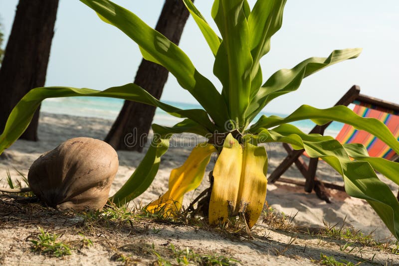 Small Palm Tree and Coconut Stock Image - Image of water, kood: 59002765