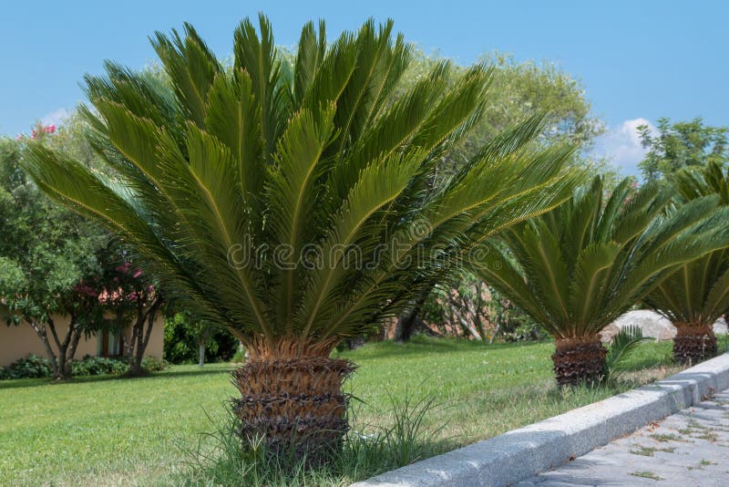 Small Palm Tree in Line stock photo. Image of leaf, environment - 86618628