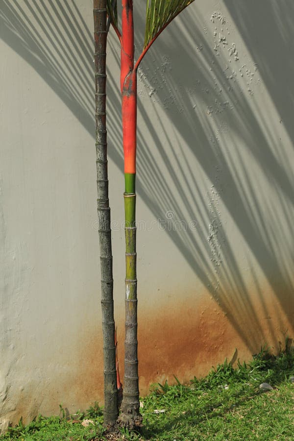 Small Palm Tree in the Morning Sun with Artistic Shadows. Stock Image ...